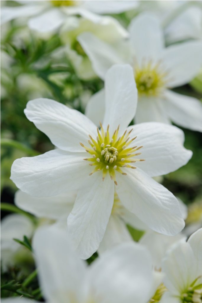 Top 10 Tips on Growing Gorgeous Clematis Vines