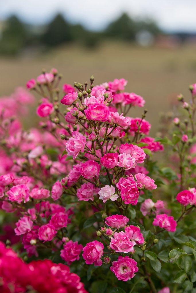 Top 10 Roses For Your Garden - gardenpicsandtips.com