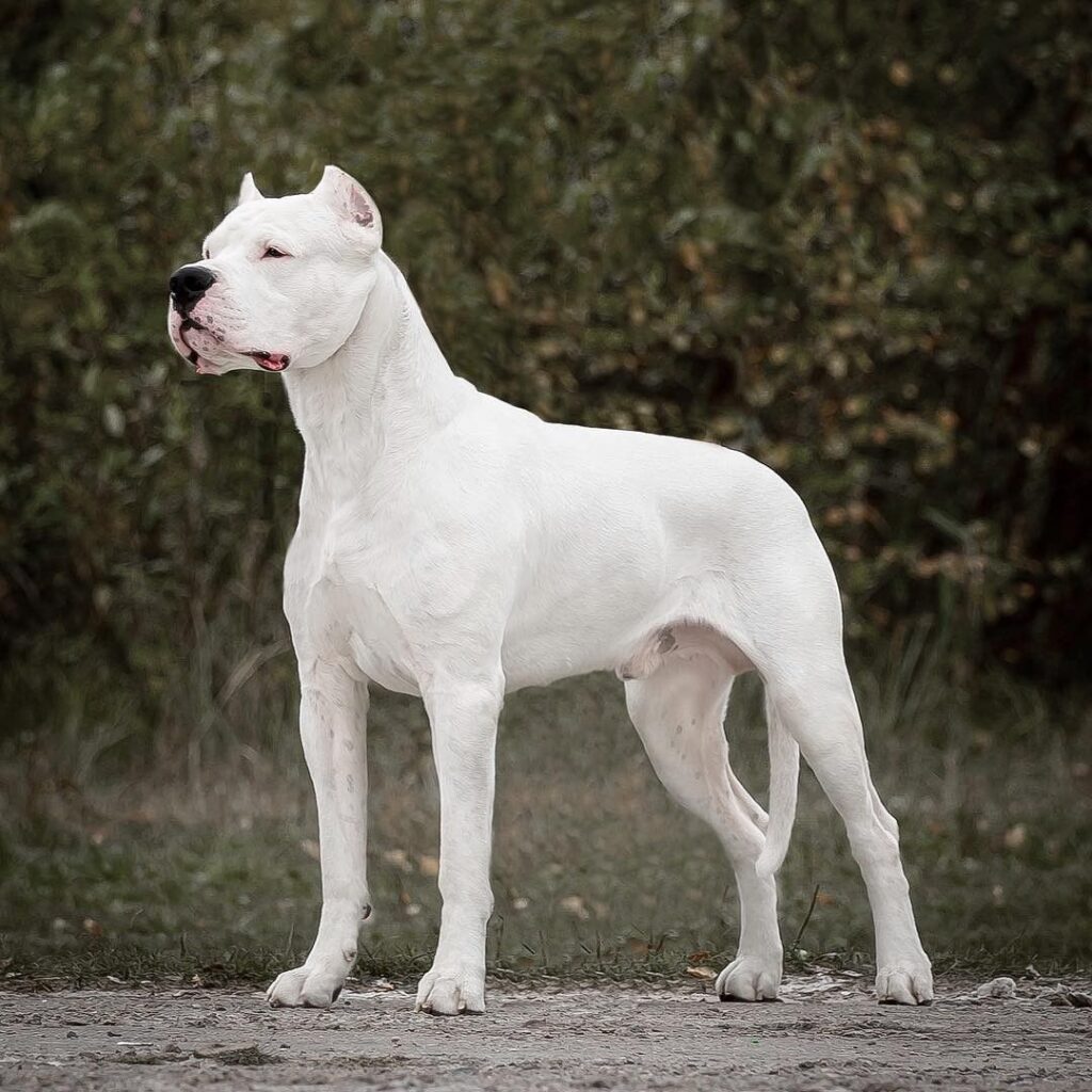 Top 10 Badass Dogs That Look Scarier Than Pitbull