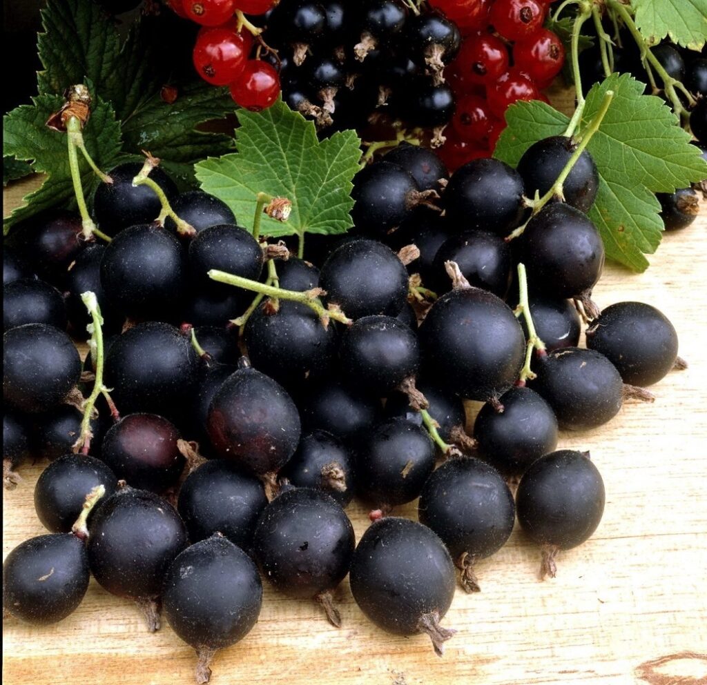 Top 10 Hybrid Foods You Didn’t Know Exist