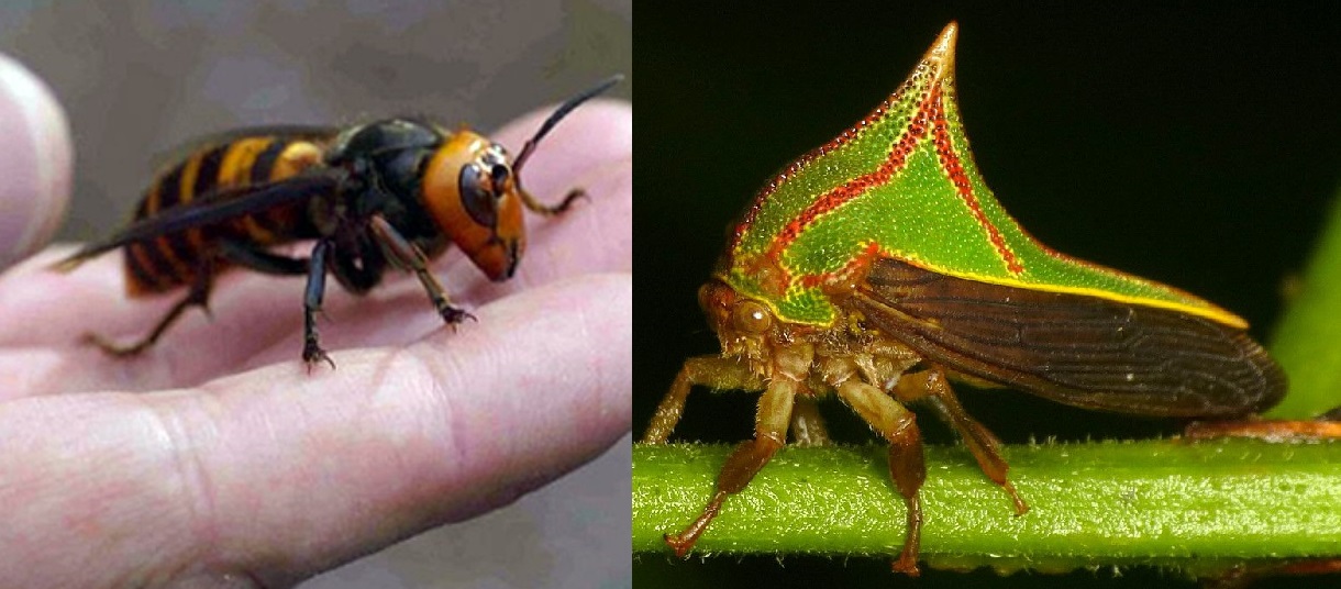 Top 10 Scary Insects That Will Make You Crap Your Pants
