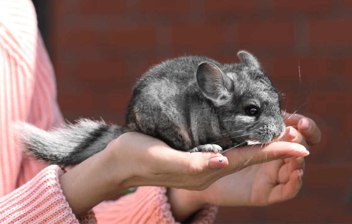Top 6 Reasons Why You Should Get a Pet Chinchilla