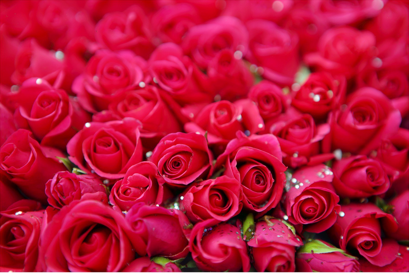 The Most Romantic Flowers And Their Meanings