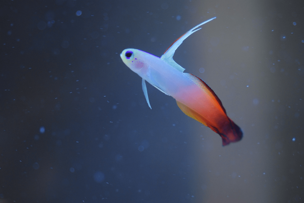 The Fascinating World of Saltwater Goby Fish: Types and Characteristics