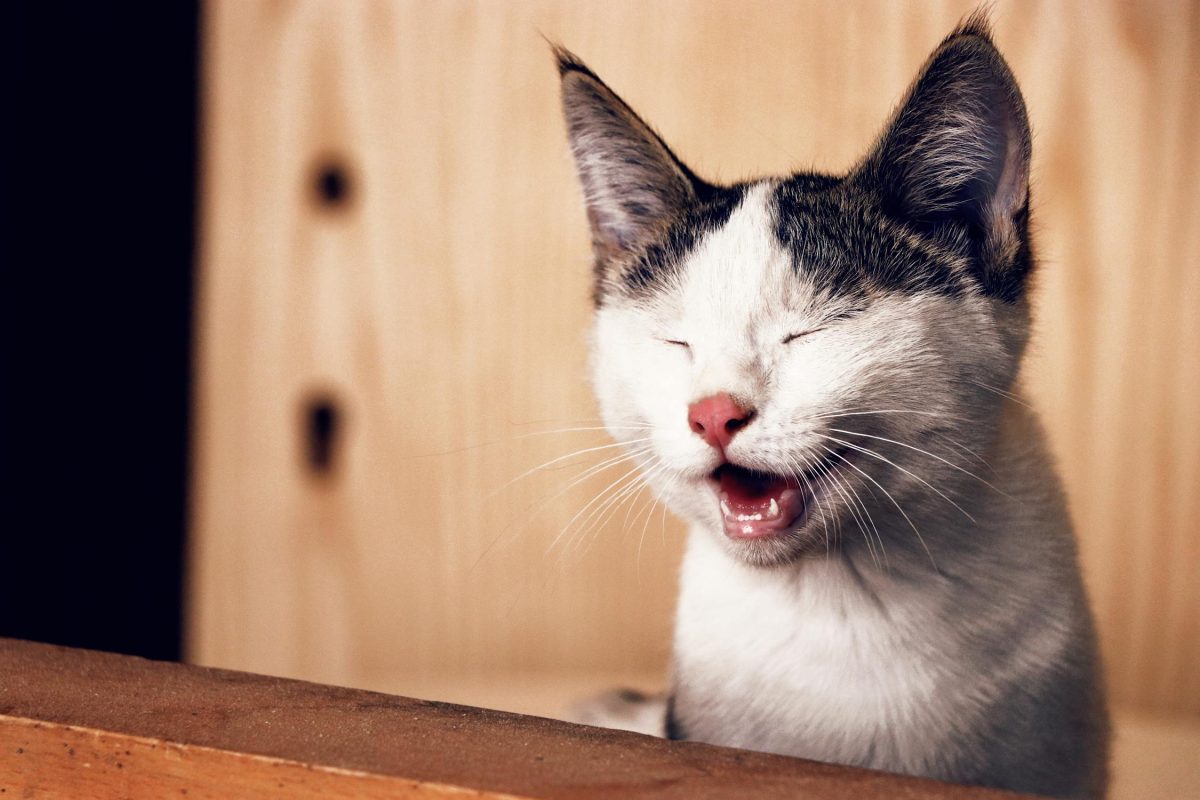 45 Hilarious Rizz Jokes to Elevate Your Charm and Wit